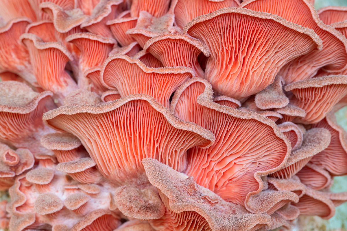 Best Bacon Pink Oyster Recipe – Fungified Farm